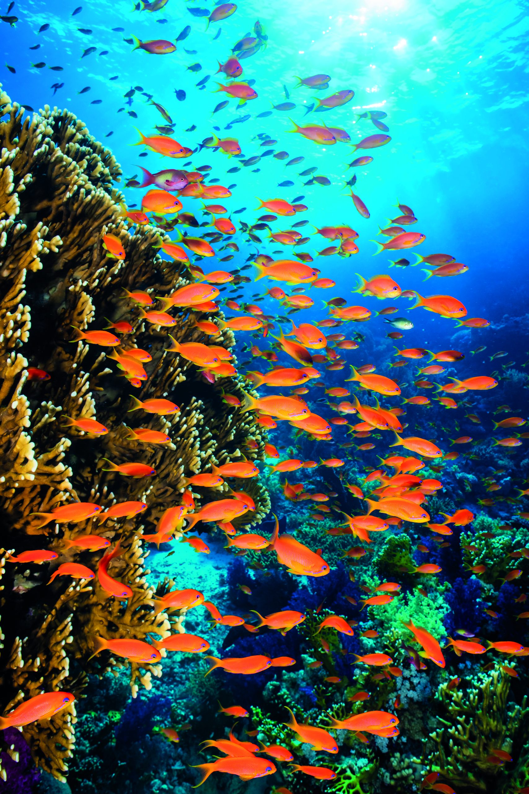 Using Vintage Lenses for Underwater Photography