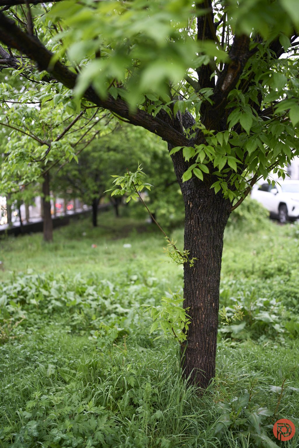 Viltrox 35mm f1.2 FE Lab Review: Not Done by an Influencer