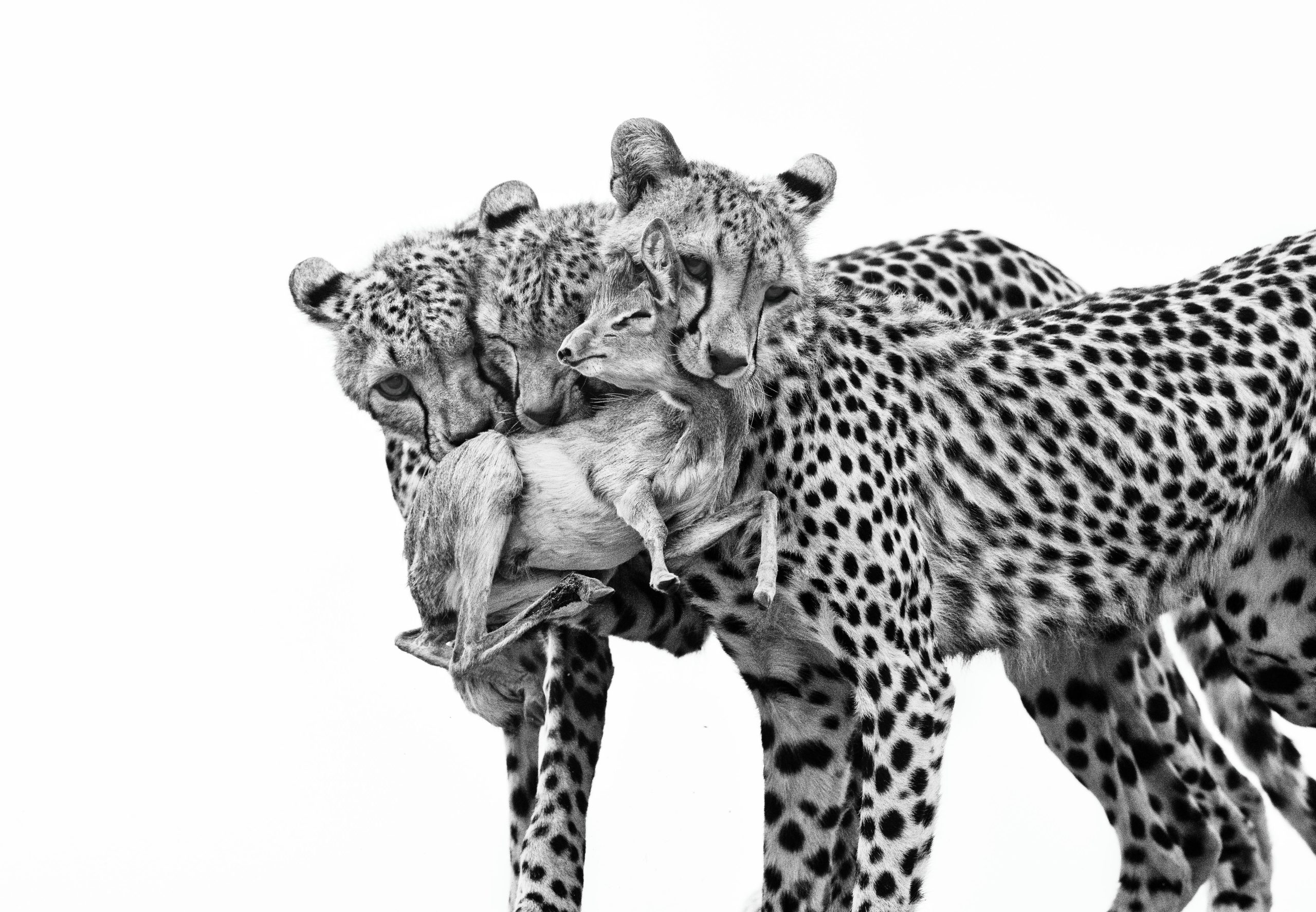 The Exciting Preview of Wildlife Photographer of the Year Award