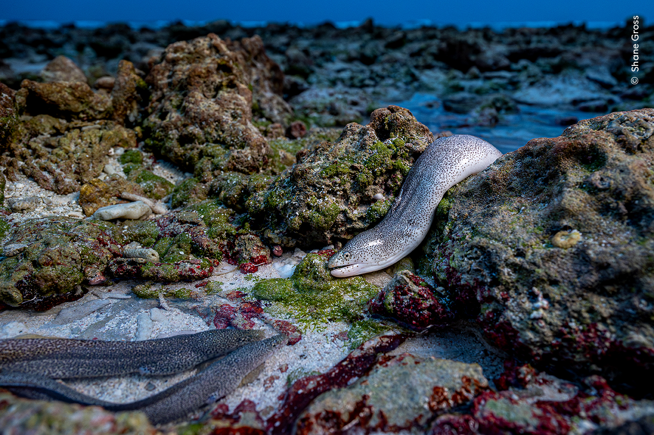 Two Nikon DSLRs Win Big at Wildlife Photographer of The Year