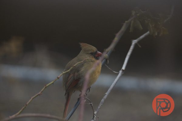 The Sony a1 II Latest Update Makes the Best Better