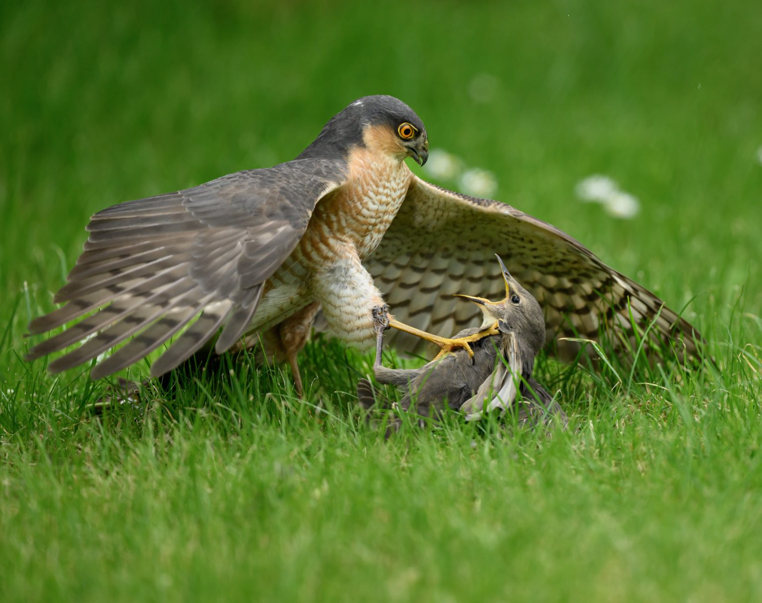 Canon Dominates The 2026 British Wildlife Photography Awards
